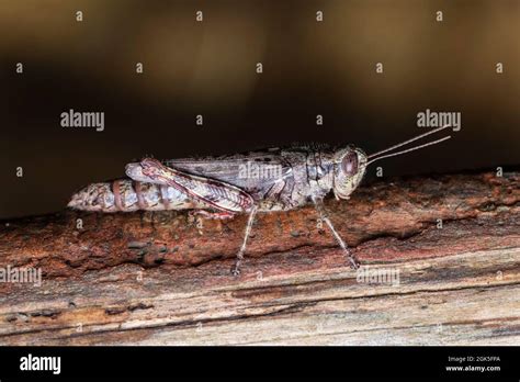 Pine Tree Spur Throat Grasshopper Melanoplus Punctulatus Female