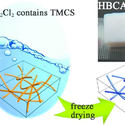 Pdf Surface Modification Of Bacterial Cellulose Aerogels Web Like Skeleton For Oilwater