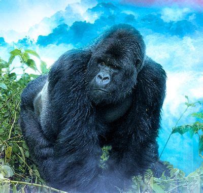 The Gorilla