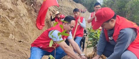 兴茶富农 岑溪行动岑城镇甘冲社区小茶园带动集体经济大增收 发展 产业 六堡