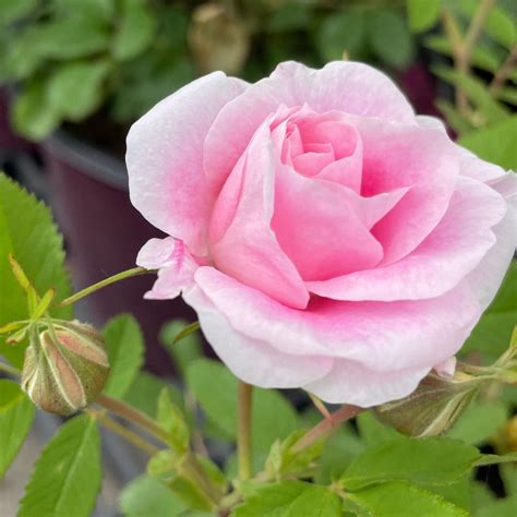 ROSE EXPLORER MARTIN FROBISHER – Knippel Garden Centre