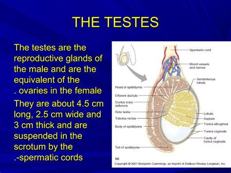 Reproductive System Ppt