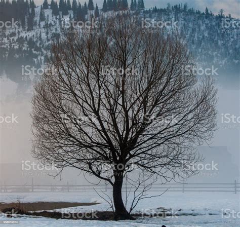 산에 아름 다운 겨울 풍경입니다 일출입니다 안개와 눈 Carpatian 골짜기입니다 카 르 파티 아 겨울 산입니다 이른 아침 빛 산 언덕에 누워 0명에 대한 스톡 사진 및