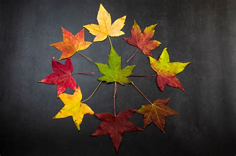 가을의 그늘 검은 배경에 여러 가지 빛깔의 단풍 나무 잎 상단 보기 0명에 대한 스톡 사진 및 기타 이미지 0명 10월