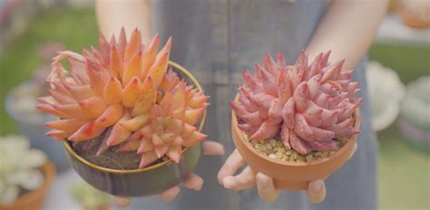 Phân Bón Cho Sen đá Loại Nào Tốt Nhất Khi Nào Cần Bón Phân Joy Garden