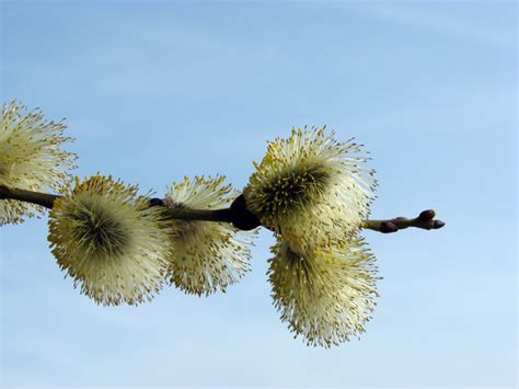 Catkin Free Photo Download | FreeImages