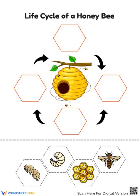 Best 12 Life Cycle Of A Bee Yellow White English Cut And Paste