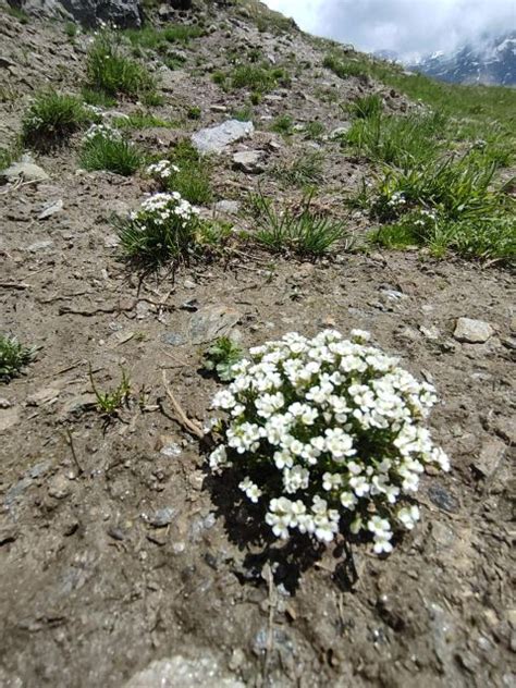 RARE PLANTS IN AOSTA VALLEY