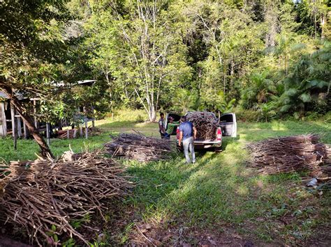 IJUS Projeto Maniva Tapajós confirma potencial de manivas melhoradas