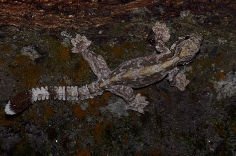 Gliding Gecko