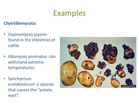 Phylum Chytridiomycota Examples