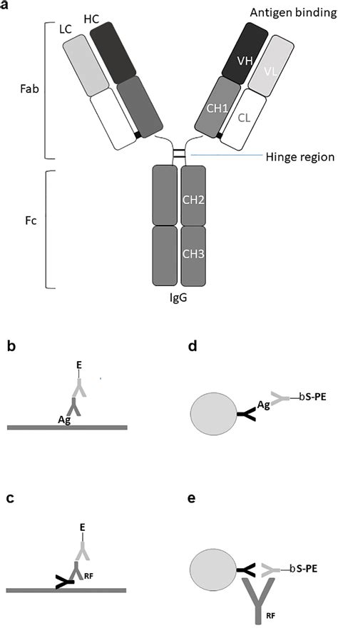 Figure 1 From Immunoglobulin G Structure And Rheumatoid Factor Epitopes Semantic Scholar