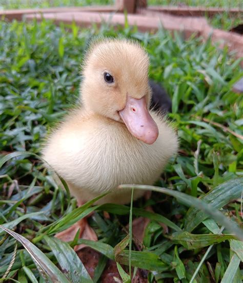 Buff Orpington Duckling Backyard Chickens Learn How To Raise Chickens
