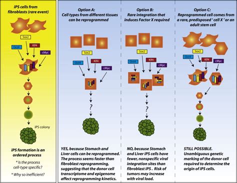 Illuminating The Black Box Of Reprogramming Cell Stem Cell