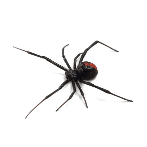 Spiders Pest Control Bankstown Local Pest Control Bankstown