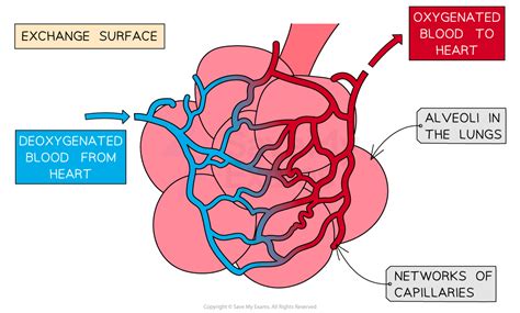 Capillary Networks Wjec Gcse Biology Revision Notes