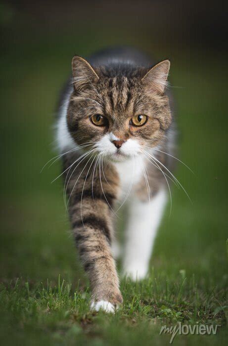 Cat Front View