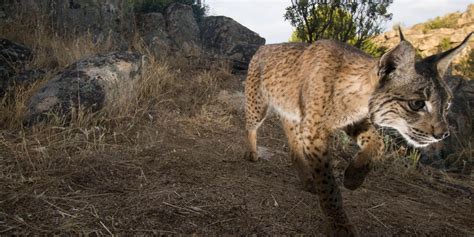 Iberian Lynx Habitat