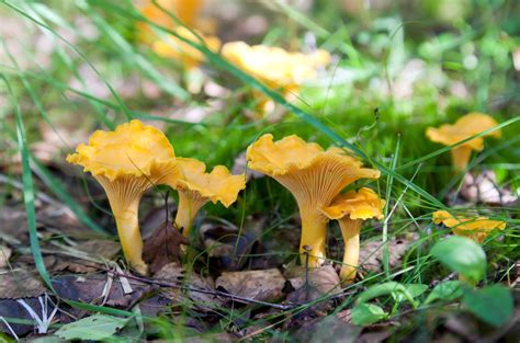The Ultimate Guide To Foraging Tools And Gear Slow Living Kitchen