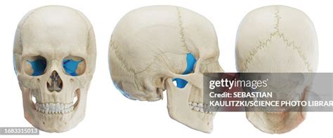 Sphenoid Bone Illustration High Res Vector Graphic Getty Images