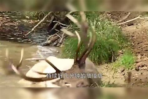 一只鹿在河边喝水喝着喝着就犯神经了 鹿在 神经