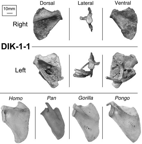 Australopithecus Afarensis Tools