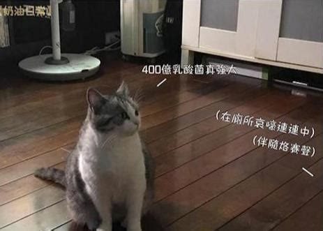 主人误食猫咪零食结果上吐下泻身体虚脱猫本喵的东西也敢吃 猫咪 猫 零食 新浪新闻