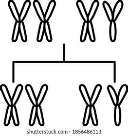 X Y Chromosome Concept Xy Sex Stock Vector Royalty Free 1856486113 Shutterstock