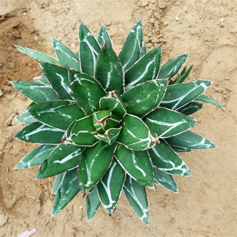 龙舌兰波露雪花芦荟世之雪多肉植物盆栽五色万代龙雷吉祥冠花卉虎窝淘