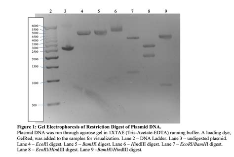 Solved Construct And Present A Plasmid Map Of The Sample Be
