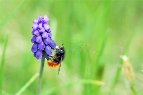 Biene Auf Purpurroter Blume Stockbild Bild Von Kolonie Nest 2646595