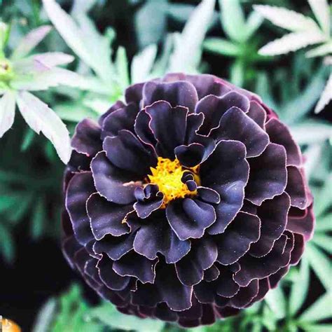 Purple Marigold