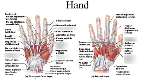 Hand Muscles Diagram Quizlet
