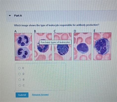 Solved Part Awhich Image Shows The Type Of Leukocyte