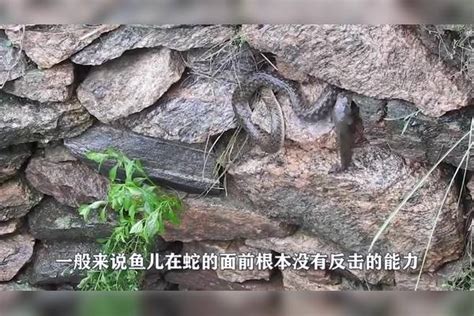两条蛇竟拿一条鱼没办法，死死咬住蛇头，把蛇给整不会了！蛇头办法