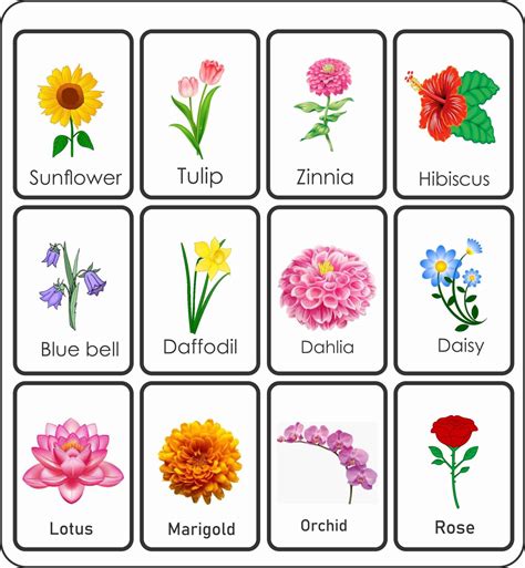 16 Flower Flashcards Montessoriseries Flower Chart Different Kinds