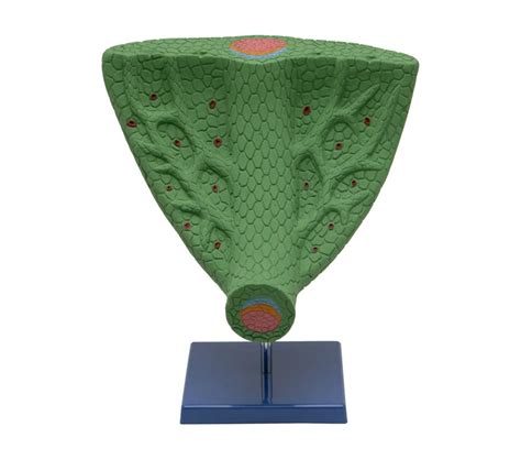 Buy Leaf Anatomy Model Best Teaching Tool For Plant Science Labs