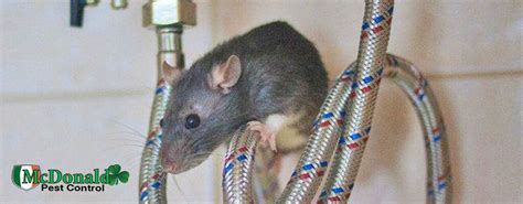 Signs Of A Rat Infestation In Your Home Mcdonald Pest Control
