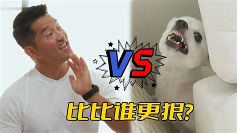 狗子欺軟怕硬專咬主人，卻在訓犬師手裡五秒變慫，看來惡狗還得狠人收拾 Youtube