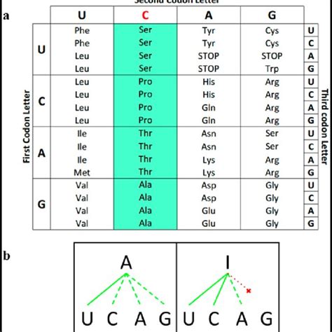 The Ancestor Of Candida Decoded The Cug Codon As Leucine Using A Single
