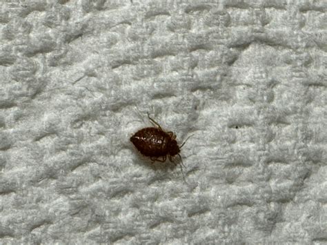 Is This A Bed Bug Or A Bat Bug R Bedbugs
