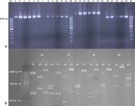 Mtdna Haplotype Analyses Of Phytopthora Infestans Isolates