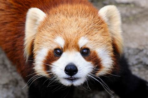 野毛山動物園 横浜の人気観光地をご紹介！ 【公式】観光フリーペーパー『旅うらら』