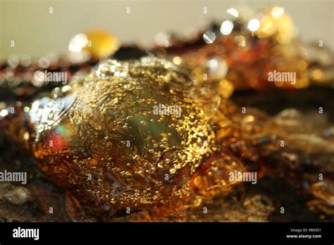 Resin On The Tree Stock Photo Alamy