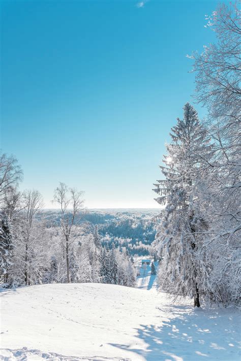 Snow Trees Wallpapers 4k Hd Snow Trees Backgrounds On Wallpaperbat