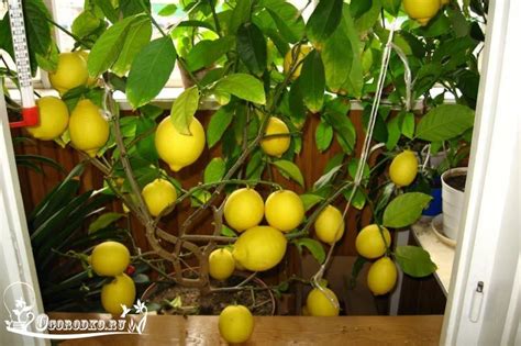 как ухаживать за лимоном советы рекомендации Small Farm Fruit Plants