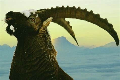 How I Got Into Ibex And Co Ralfs Wildlife And Wild Places