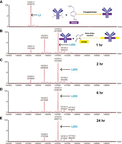 Site Specific Antibody Conjugations Using Bacterial Transglutaminase