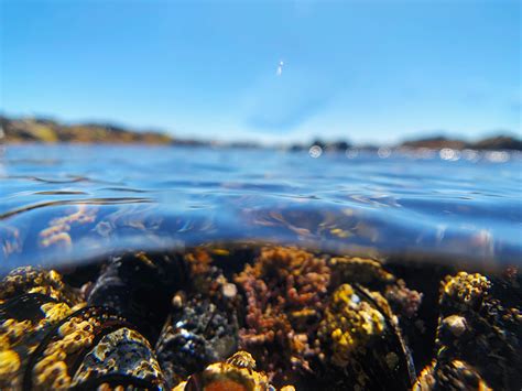 Published Research Global And Regional Marine Ecosystem Model Climate