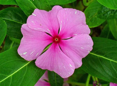 Madagascar Periwinkle Roots Of Medicine